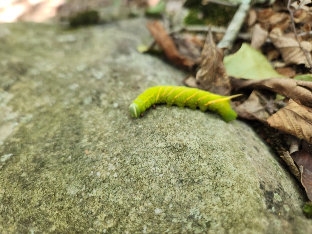 Sphinx Moths from Mena, AR 71953, USA on October 8, 2023 at 10:39 AM by ...