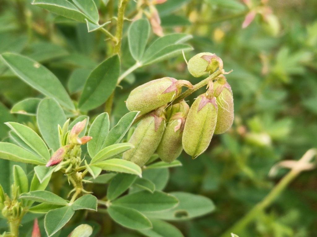 low rattlebox from Manzana 003, Unidad San Buenaventura, 56536 ...