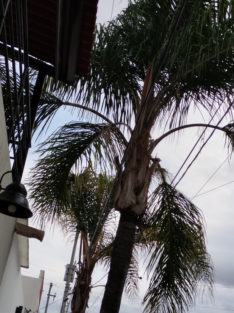 Queen palm from Villa Teresa, 20126 Aguascalientes, Ags., México on ...