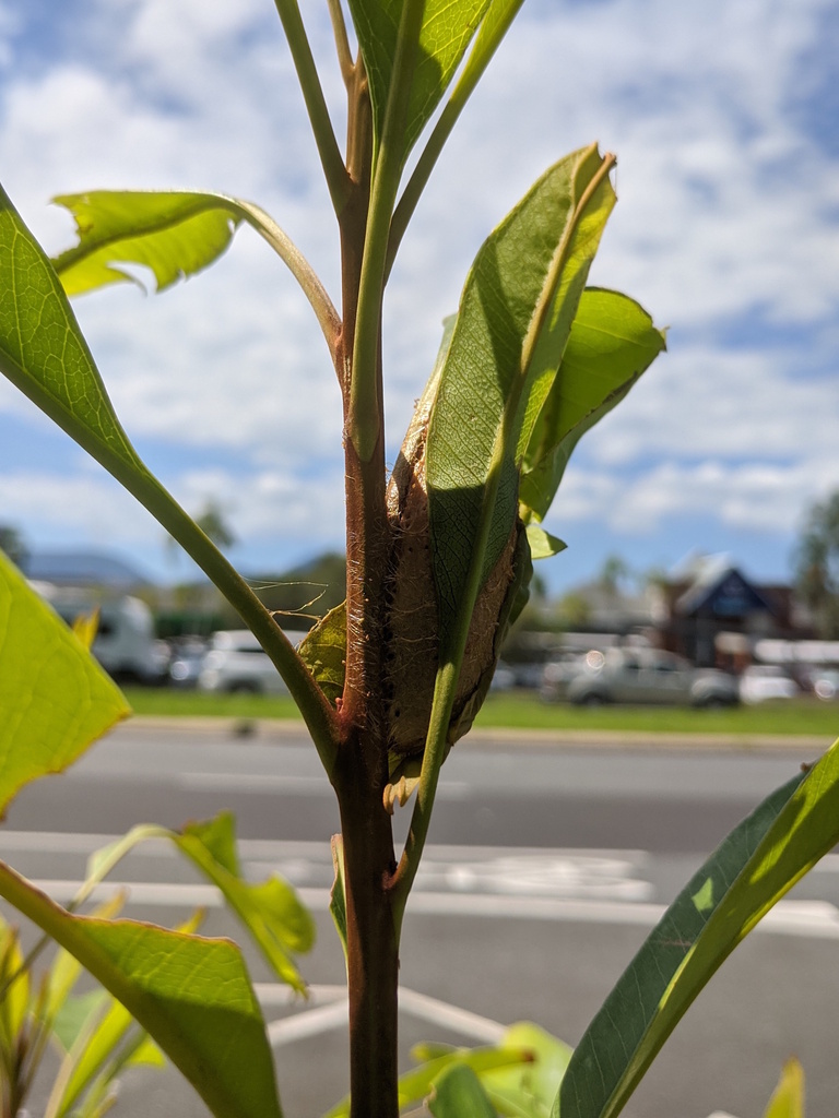 Emperor and Giant Silk Moths from Cairns QLD, Australia on April 10 ...