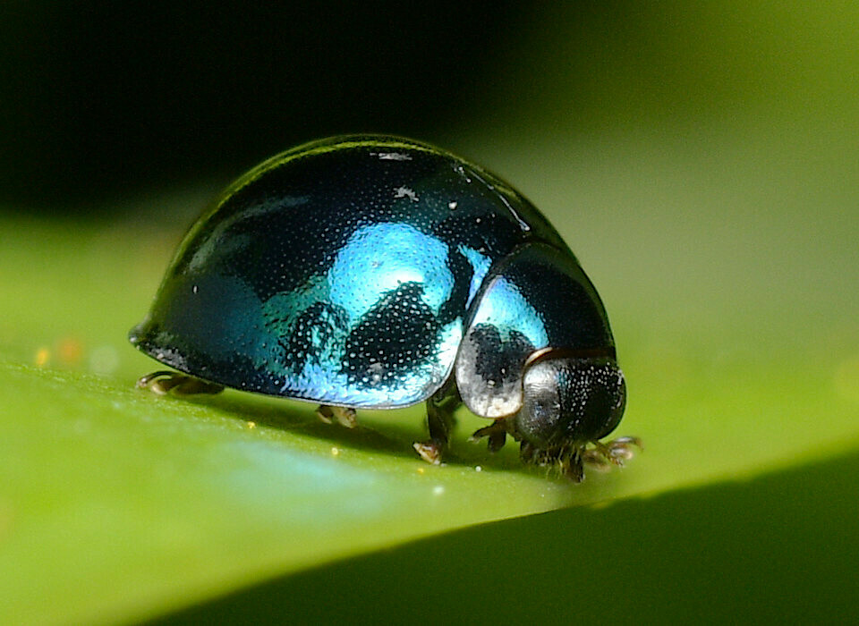 Steelblue Lady Beetle from Makarau, New Zealand on July 19, 2020 at 11: ...