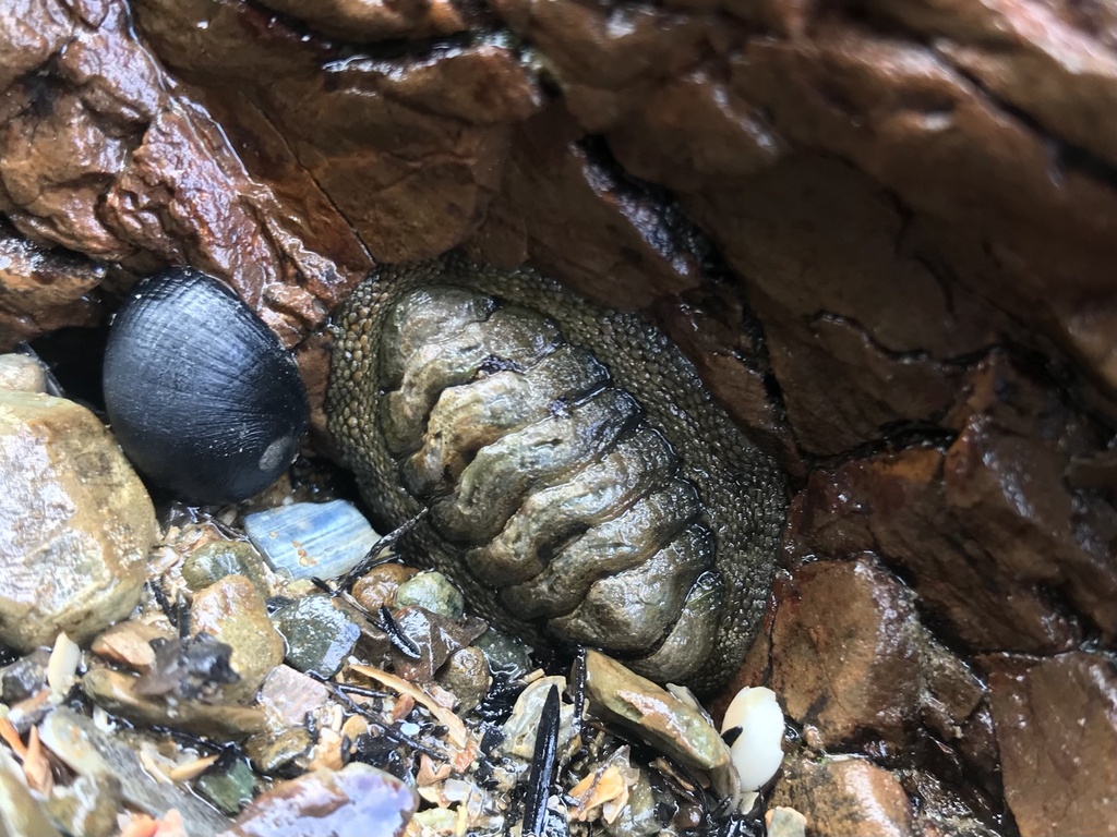 Snakeskin Chiton from North Island, Paihia, Northland, NZ on September ...