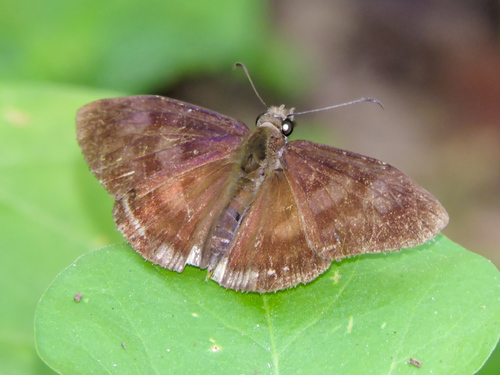 West-Mexican Anastrus (Tolius luctuosus) · iNaturalist