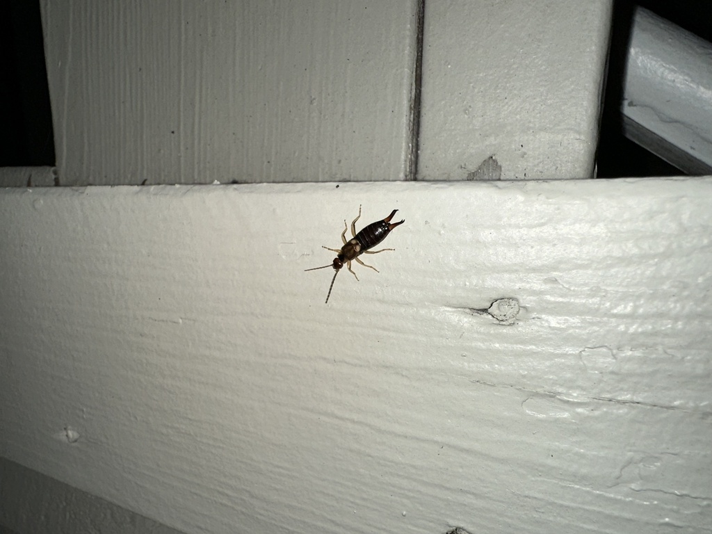 European Earwig Complex in October 2023 by Mitch Lindgren · iNaturalist