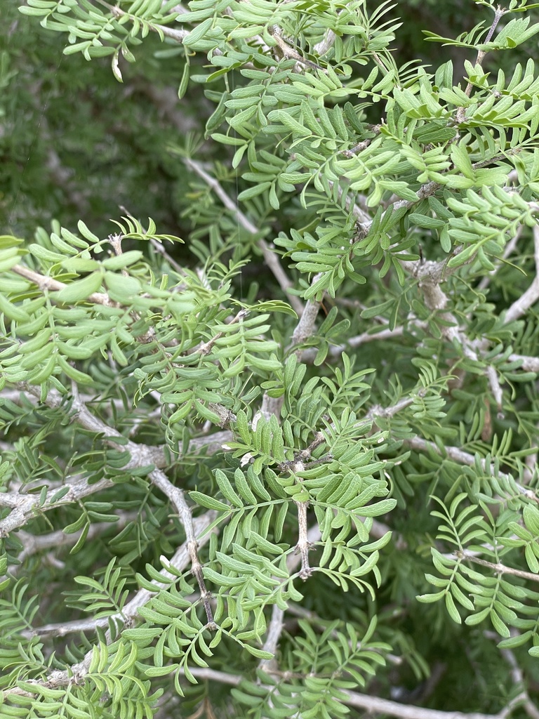 Texas lignum-vitae from Corpus Christi, TX, US on October 8, 2023 at 04 ...