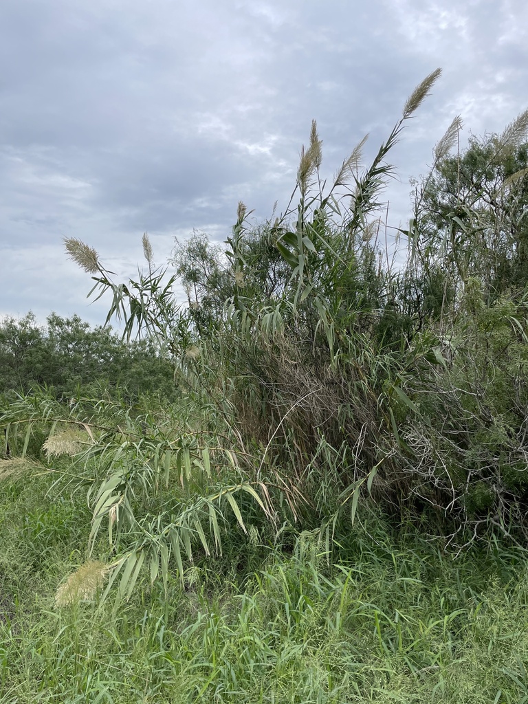 giant reed from Corpus Christi, TX, US on October 8, 2023 at 04:01 PM ...