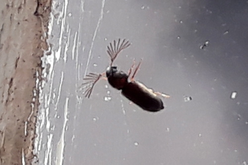 Ptilinus lepidus · iNaturalist