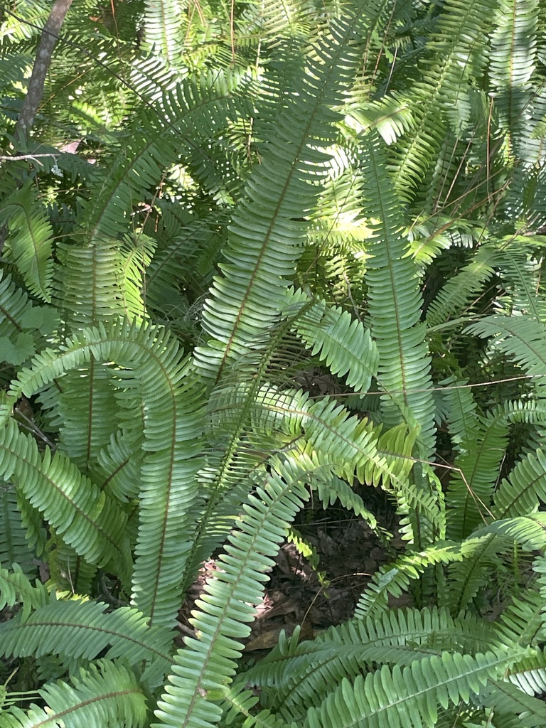 sword ferns from SR-590, Clearwater, FL, US on September 16, 2023 at 10 ...