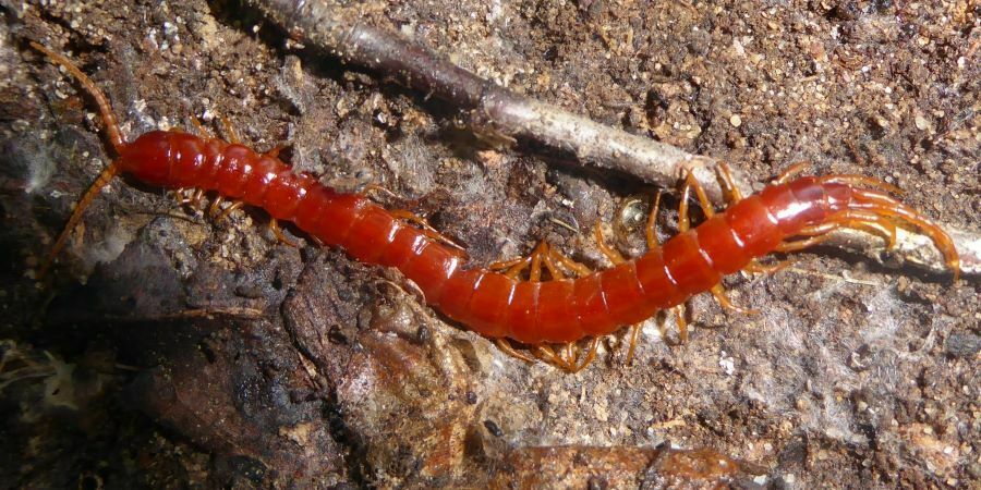 Eastern Red Centipede from Prince George's County, MD, USA on October 8 ...