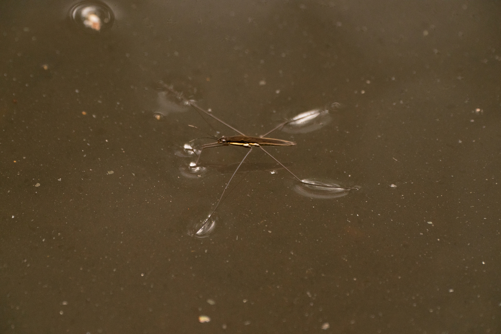 Giant Water Strider from 日本、東京都多摩市連光寺桜ヶ丘公園 on October 8, 2023 at 11:34 ...
