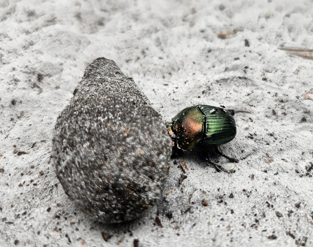 Phanaeus igneus from Wilderness Conservation Park-Trout Creek Site on ...