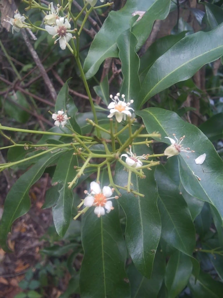 Inkwood from Homestead, FL 33030, USA on March 10, 2019 at 12:37 PM by ...