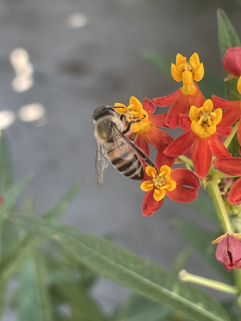 Western Honey Bee from El Paso St, Austin, TX, US on October 8, 2023 at ...