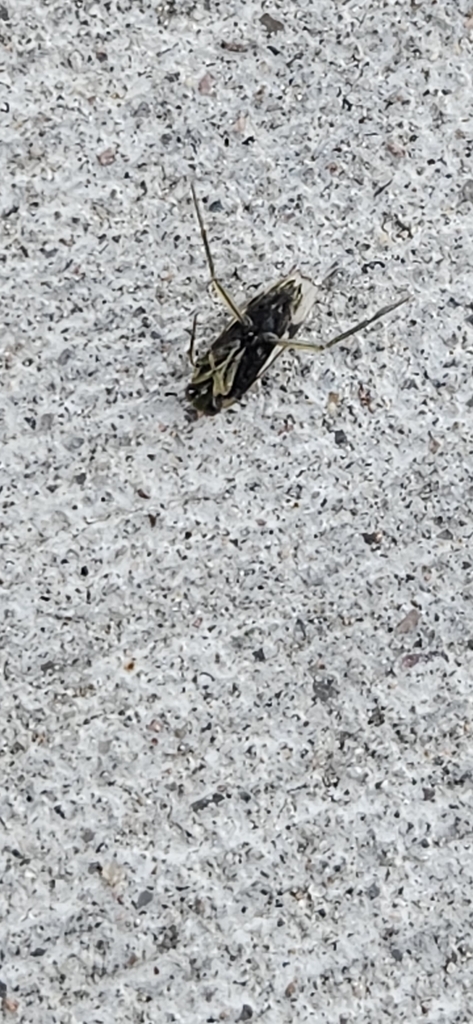 Grousewinged Backswimmer from Chappell, NE 69129, USA on October 8 ...