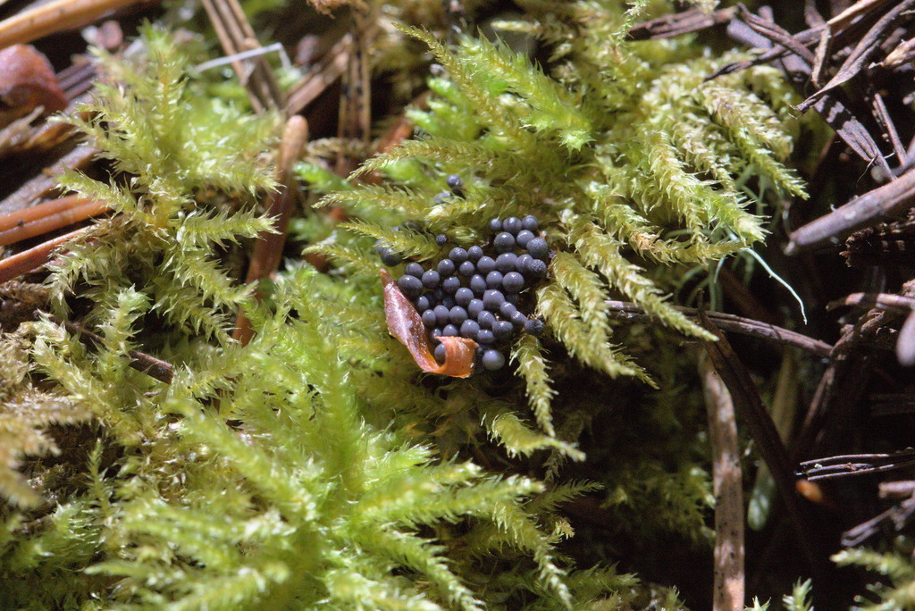 true slime molds from Lane, Oregon, United States on October 1, 2023 at ...