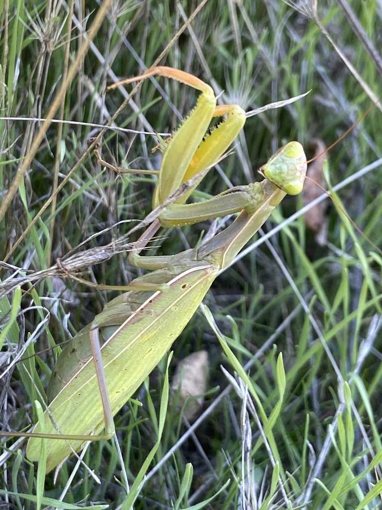 European Mantis from West D St Greenway, Springfield, OR, US on October ...
