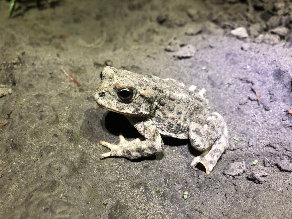 Western Toad from Mad River, Korbel, CA, US on October 7, 2023 at 10:39 ...