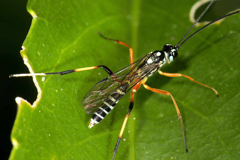Lemon Tree Borer Parasitoid Wasp from Paekākāriki, New Zealand on ...