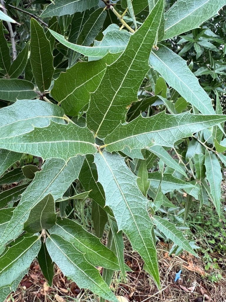 (Quercus devia) - Botanical Realm