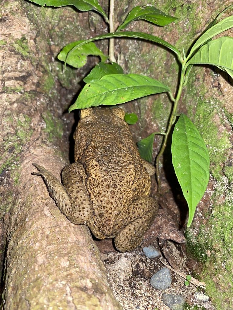 Giant Toad from Isla Colón, Bocas Del Toro, PA on October 7, 2023 at 06 ...