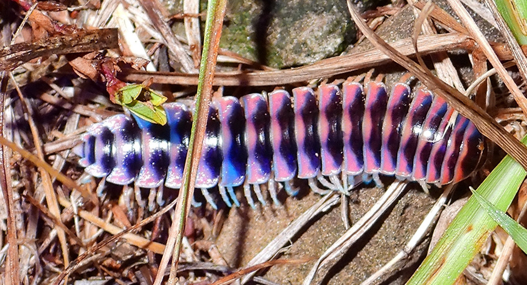 Georgia Flat-backed Millipede from Winston County, AL, USA on October 6 ...