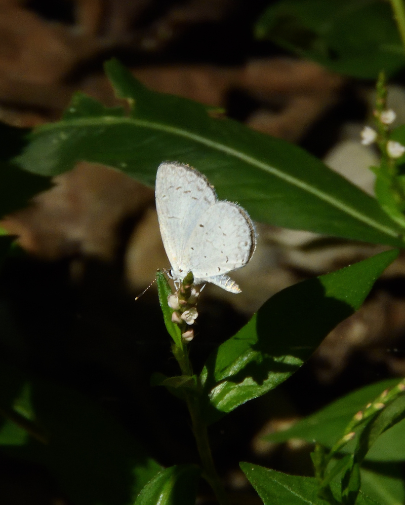 Summer Azure from Union County, IL, USA on September 23, 2023 at 12:07 ...