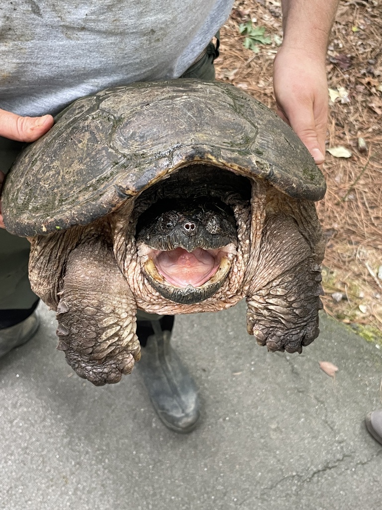Common Snapping Turtle from Umstead Park Lake Upper, Raleigh, NC, US on ...