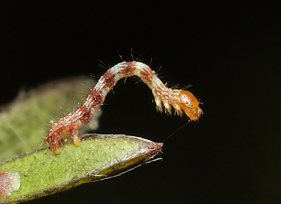 Forest Semilooper from Makarau, New Zealand on August 3, 2020 at 03:08 ...
