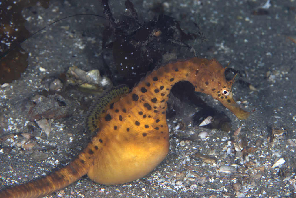 Bigbelly Seahorse from 2900 Point Nepean Rd, Blairgowrie VIC 3942 ...