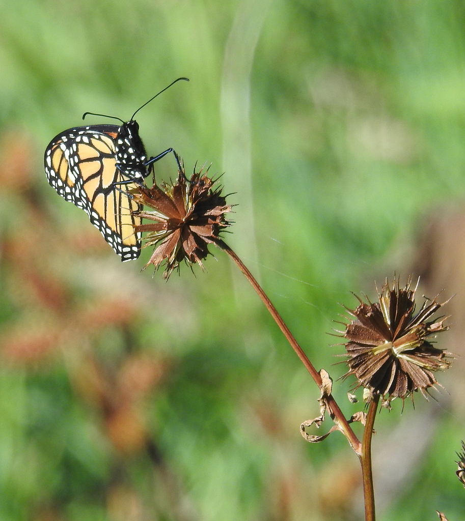 Monarch from Pocatello, ID, USA on September 26, 2023 at 03:48 PM by ...