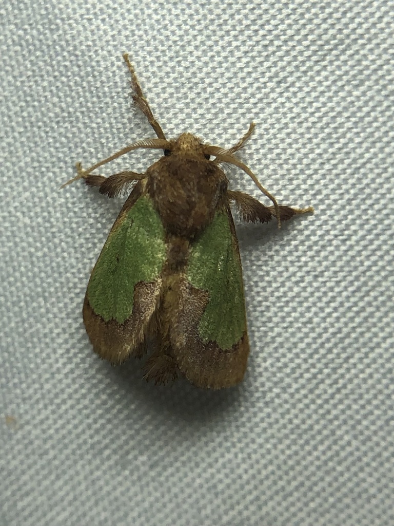 Green Oak-Slug Moth from Lewisville, TX, US on October 8, 2023 at 09:12 ...