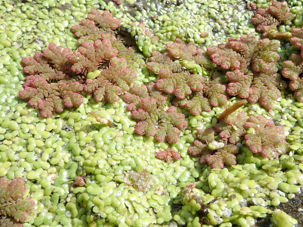 Red Azolla from Foxton Beach, New Zealand on October 9, 2023 at 10:39 ...