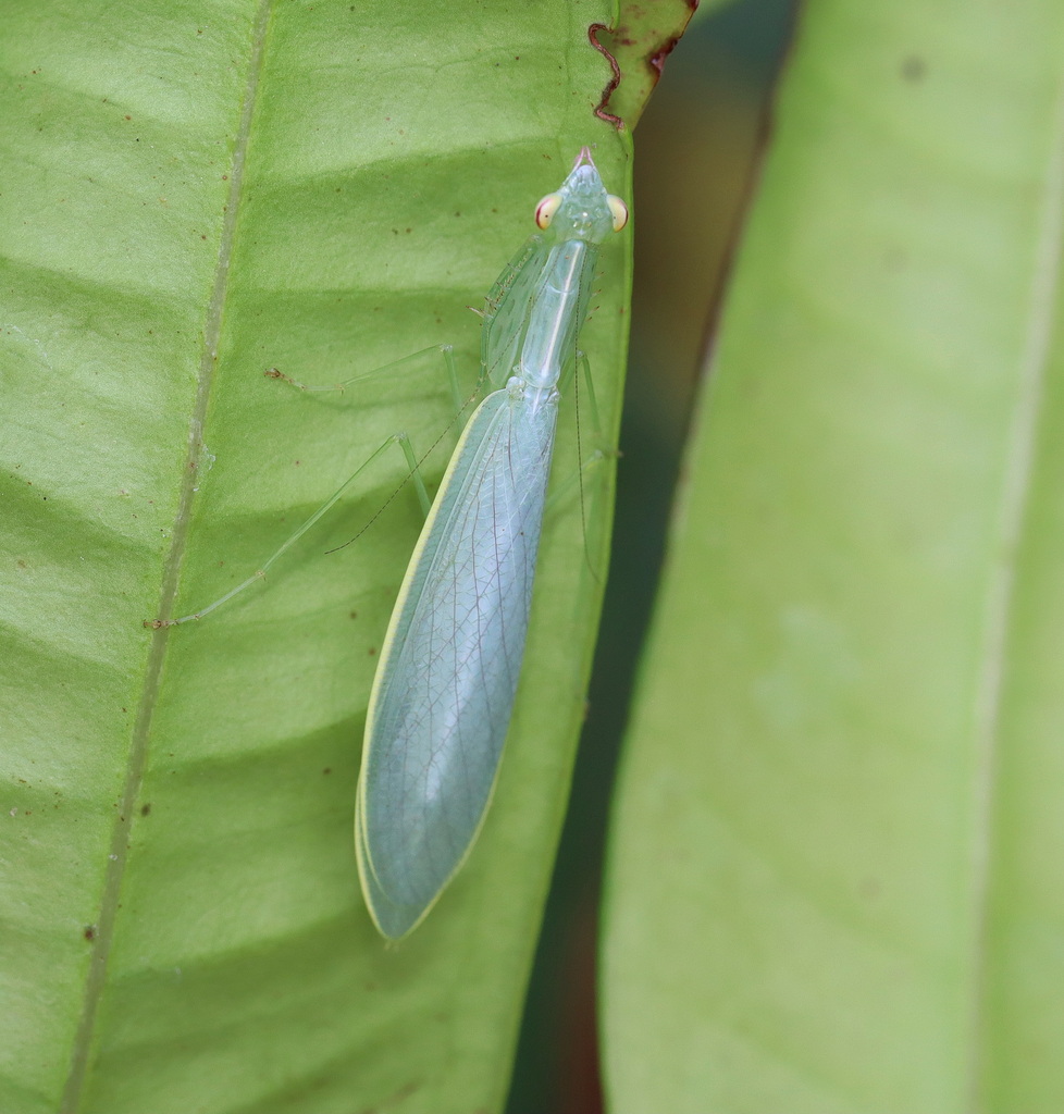 Snake Mantis from Witta QLD 4552, Australia on October 9, 2023 at 09:25 ...