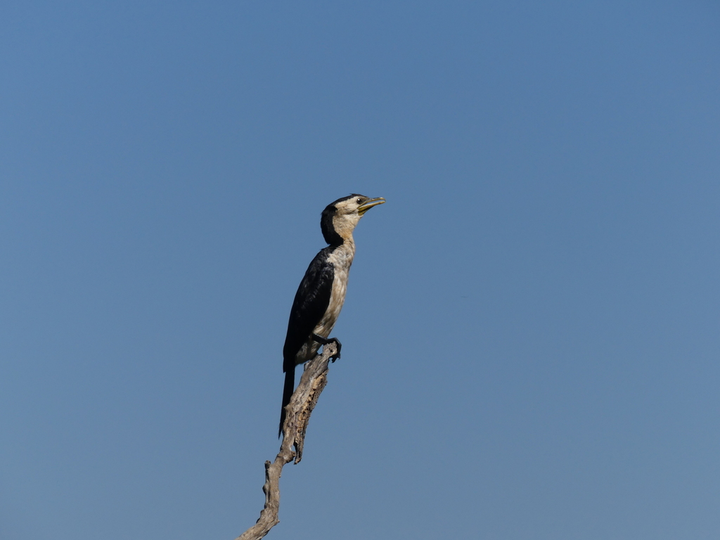 Little Pied Cormorant from Middle Point NT 0822, Australia on July 19 ...