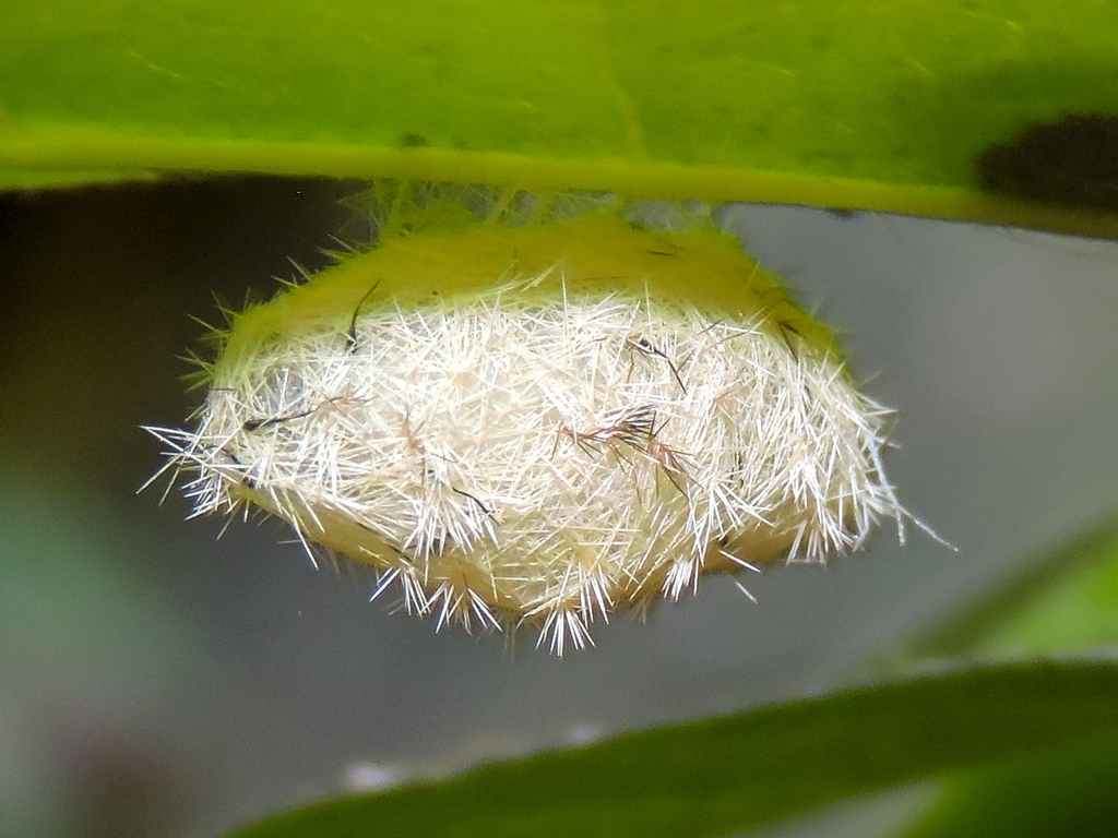 Salt Marsh Moth from Yelapa, Jalisco, Mexico on March 30, 2016 by ...