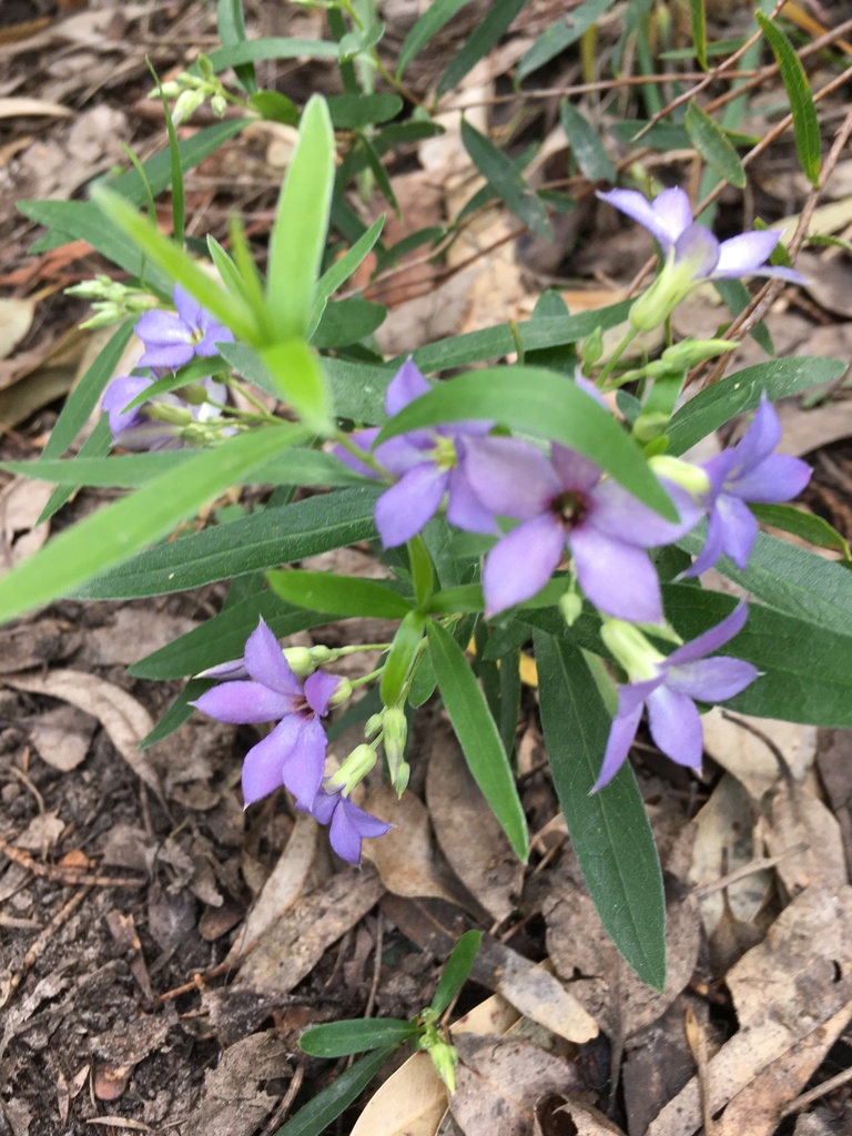 sweet apple-berry from Inman River, Victor Harbor, SA, AU on September ...