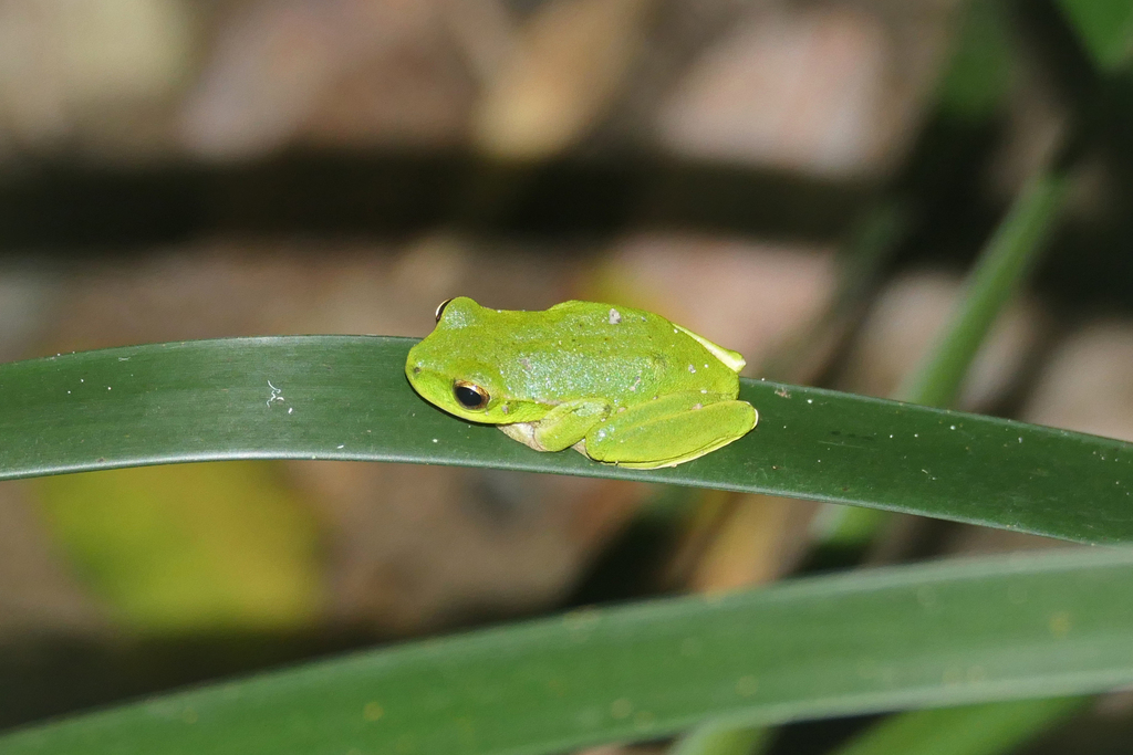 Mountain Stream Tree Frog from Invergordon NSW 2422, Australia on ...