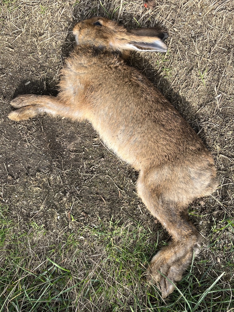 Snowshoe Hare from Clallam County, WA, USA on October 8, 2023 at 02:18 ...