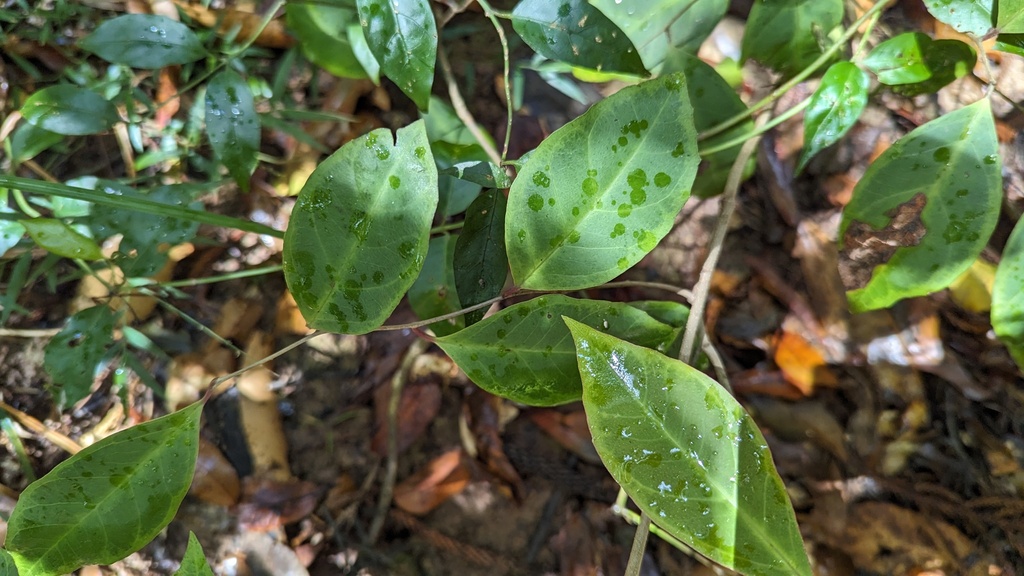 Embelia from Cooroy QLD 4563, Australia on October 8, 2023 at 10:41 AM ...