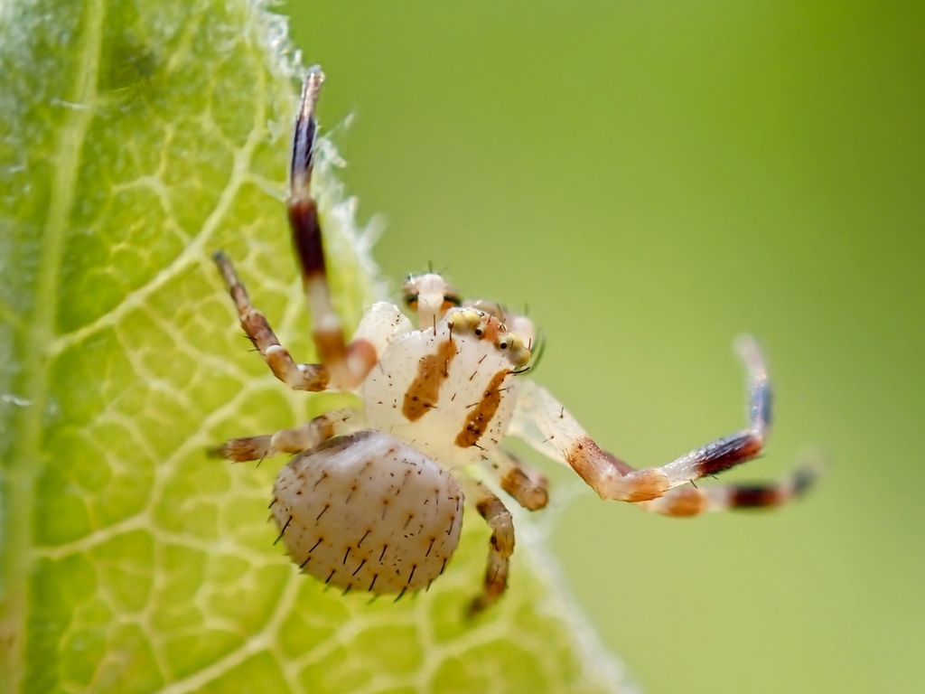 Milky Flower Spider in October 2023 by cinclosoma · iNaturalist