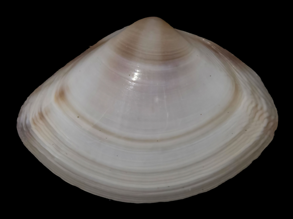 Austromactra from Wilsons Headland, NSW 2462, Australia on October 7 ...