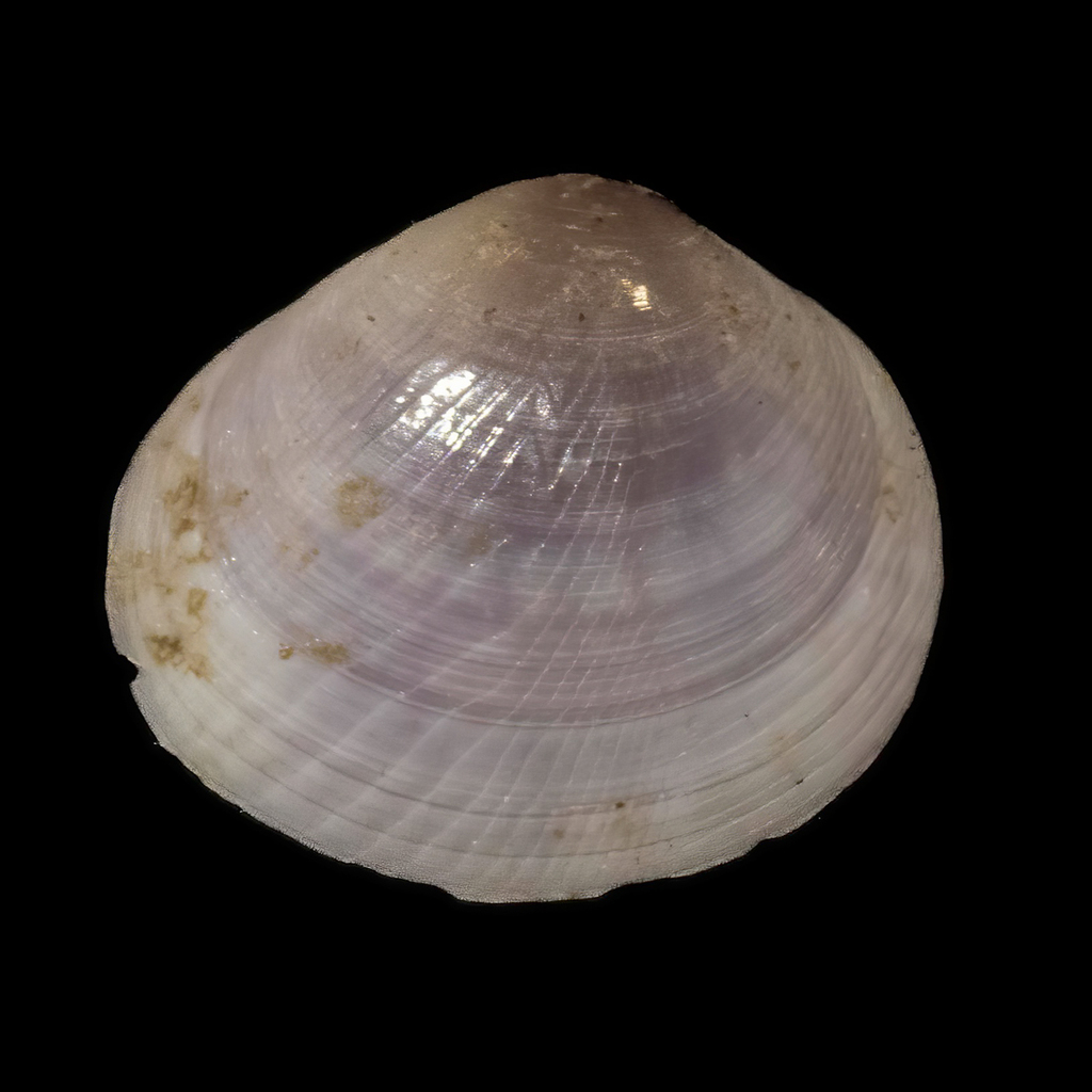 Strigilla euronia from Wilsons Headland, NSW 2462, Australia on October ...