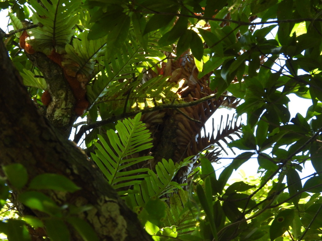 Bear's-paw Fern in August 2023 by Chen Shu · iNaturalist