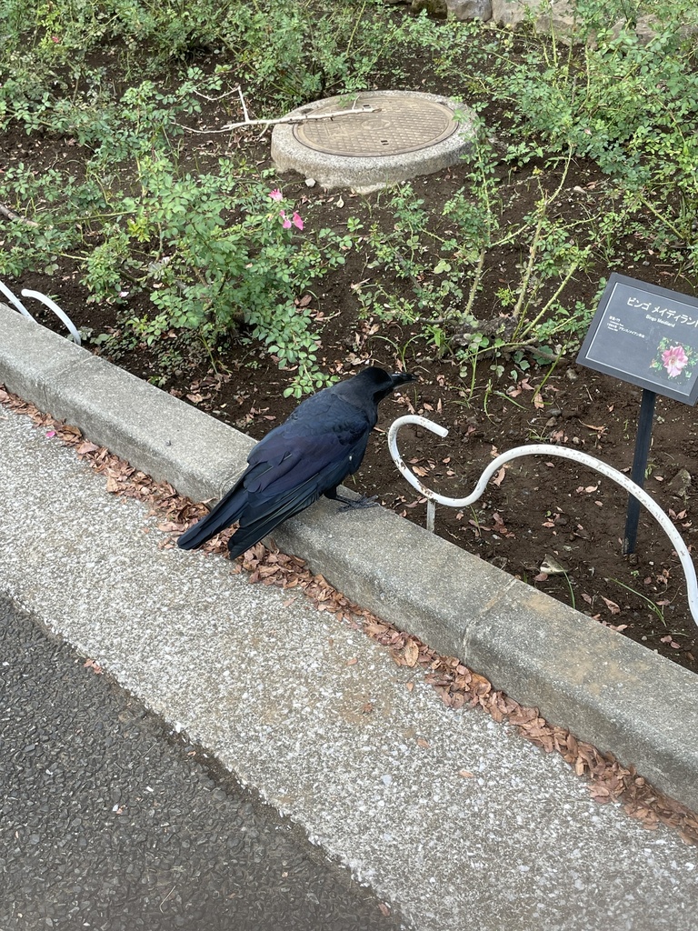 Large-billed Crow from Yoyogi Park, Shibuya, Tokyo, JP on October 5 ...