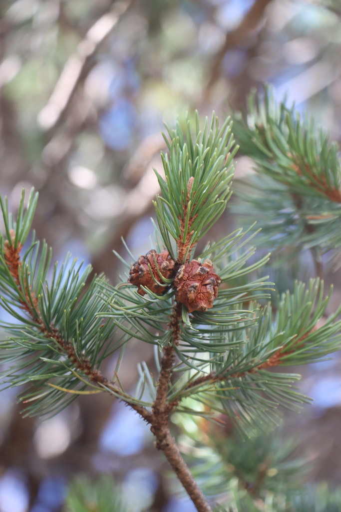 Mexican pinyon from Madera, Chih., México on October 8, 2023 at 04:20 ...