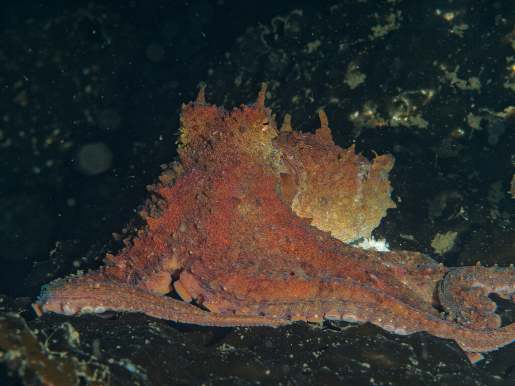 East Pacific Red Octopus from Norrander's Reef on October 8, 2023 at 04 ...