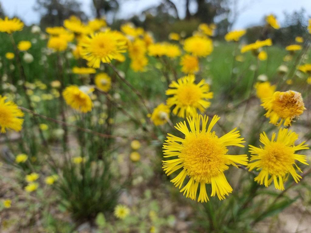 Showy Copper-wire Daisy from Wangaratta VIC 3677, Australia on October ...