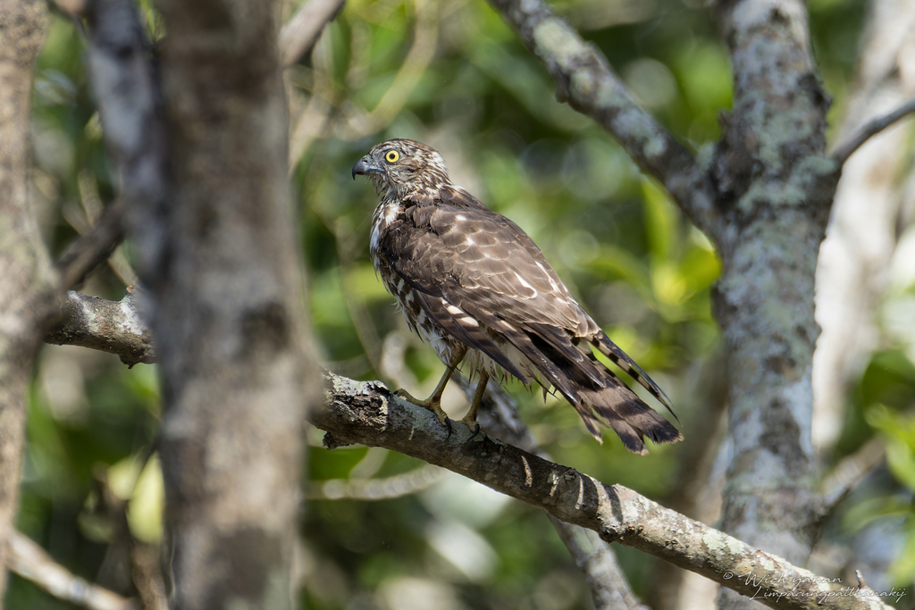 Shikra from Talo Kapo, Yaring District, Pattani 94150, Thailand on ...