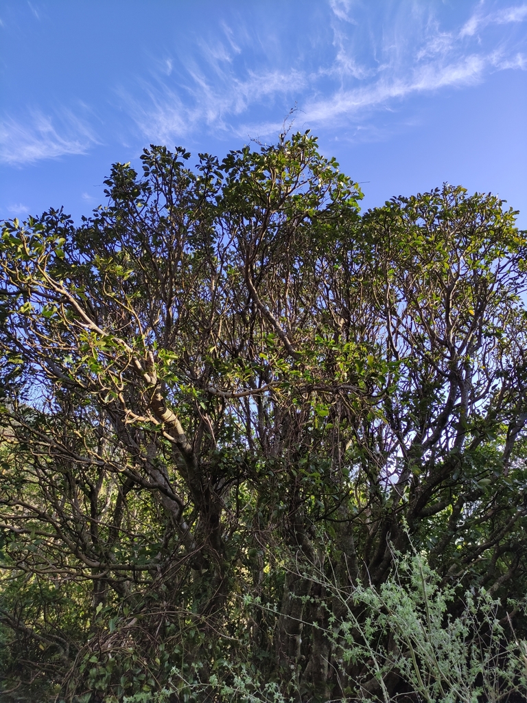 Ngaio from Wainui, New Zealand on October 8, 2023 at 08:06 AM by Jenny ...