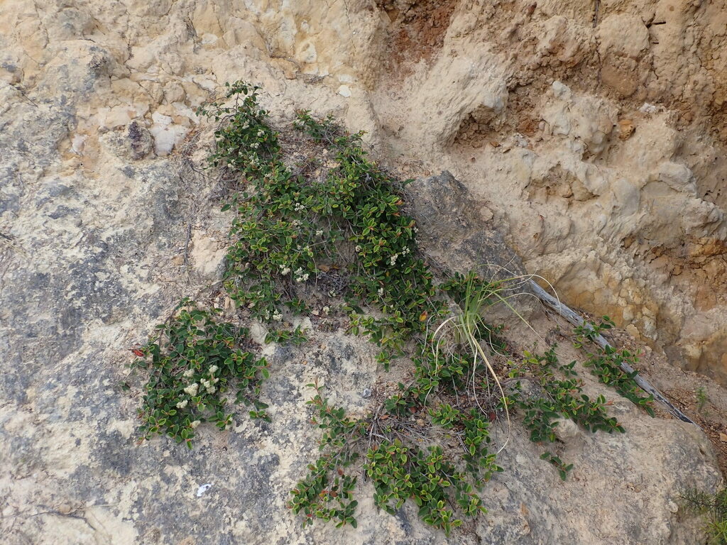 Pomaderris edgerleyi in September 2023 by Marley Ford. Locally common ...